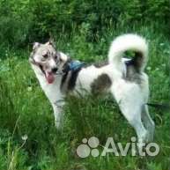 Отдам молодого пса