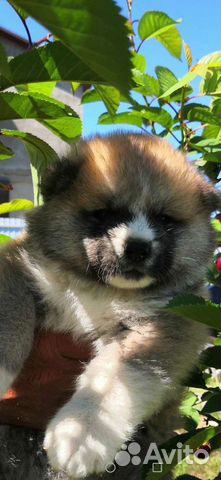 Щенки акита