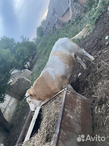 Племенные быки