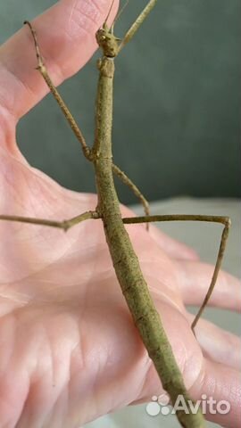 Палочник анамский