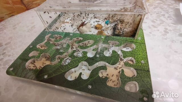 Муравьиная ферма с муравьями