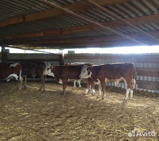 Продаются бычки симменталы и казахские белоголовые