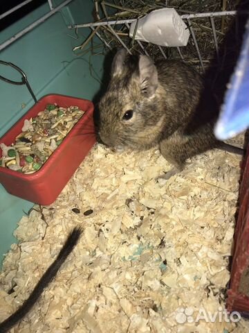 Белочки Дегу