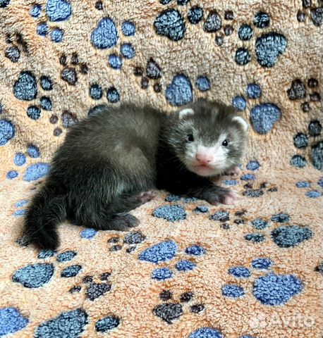 Клубный хорек Игнат