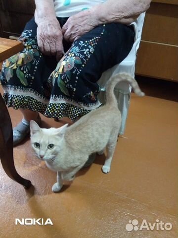 Дарю кошечку