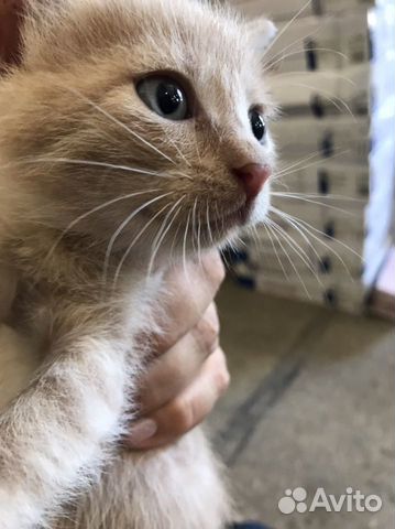 Отдам в добрые руки прелестного котика. Родился 2