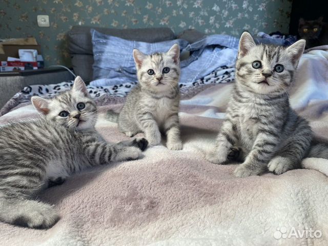 Породистые британские котята окрас вискас