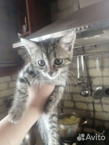 Кошка в дар