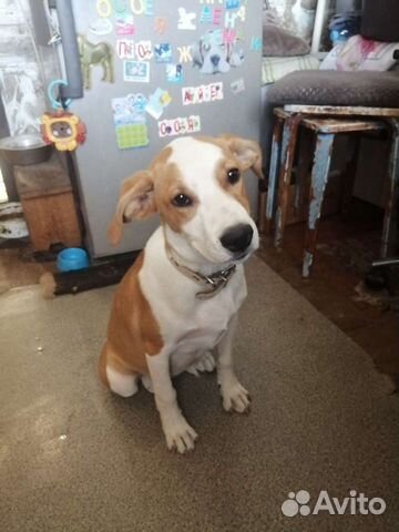 Стаффордширский терьер