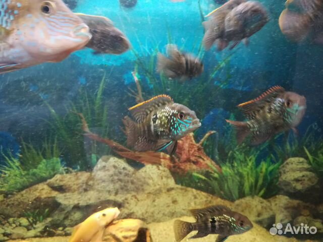 Аквариумные рыбки бесплатно