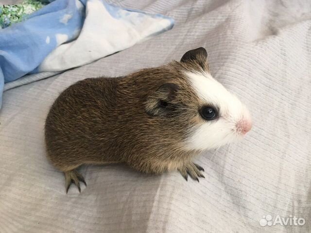 Морская свинка редкого окраса девочка