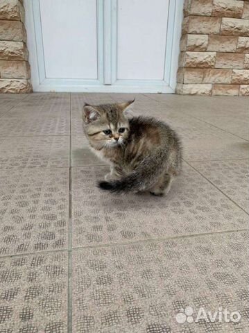 Британские котята