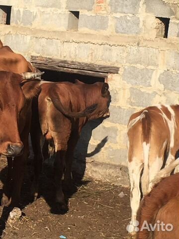 Бички и толчки 6 штук