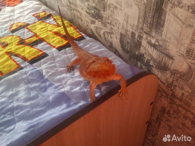 Бородатая агама