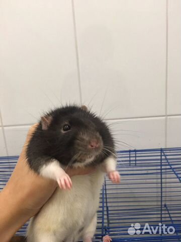 Продам крысу с клеткой