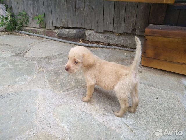 Собаки бесплатно в добрые руки щенки