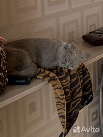 Кошка для вязки