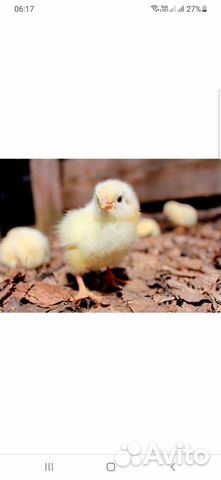 Цыпленок бройлера