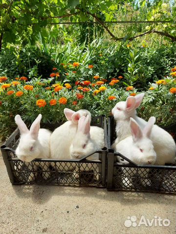 Кролики нзб