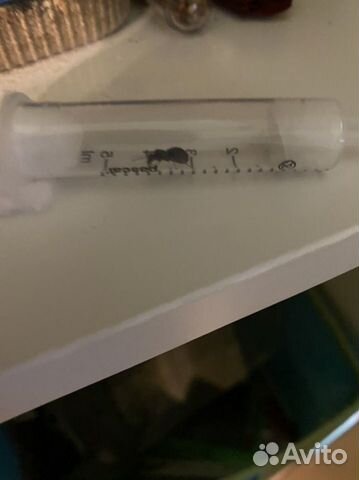 Матки lasius niger