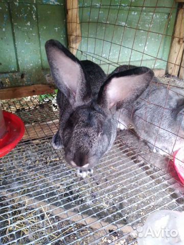 Кролики мясных пород