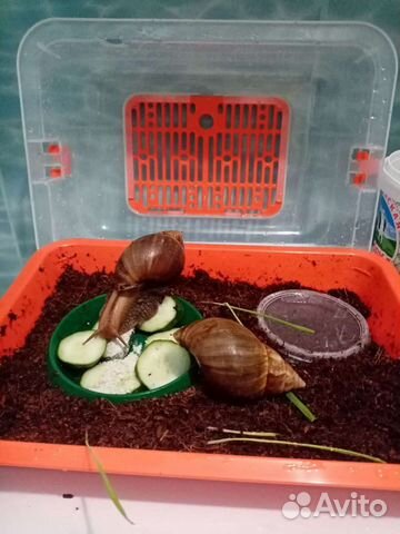 Улитки с контейнером