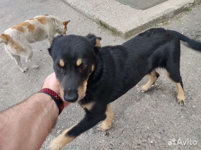 Кобелек, 6 месяцев, небольшой