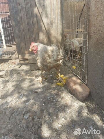 Петухи бройлерные