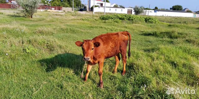 Продам телку 6 мес