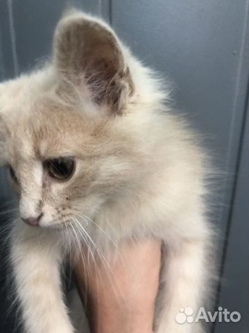 Котенок Пич(персик) мальчик, удивительного окраса