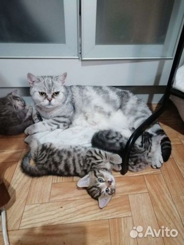 Котята шотландской