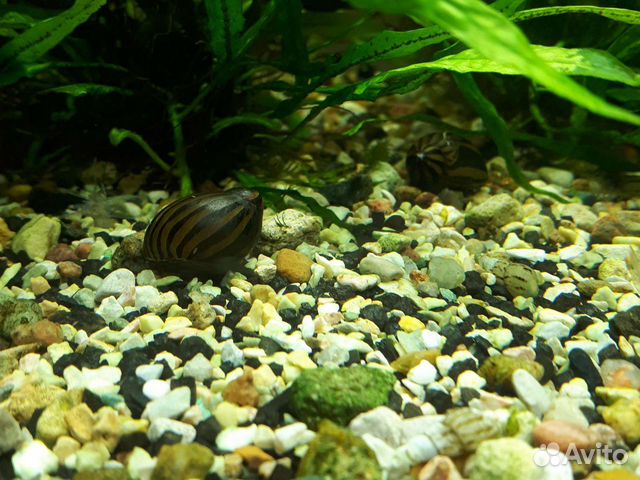 Неретина зебра