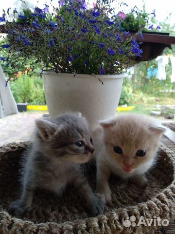 Котята в добрые руки