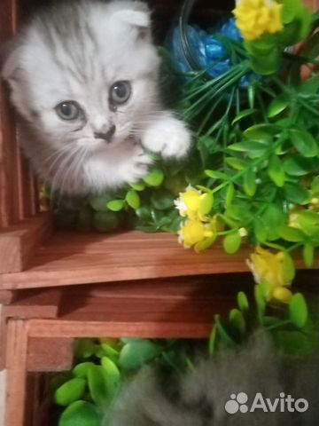 Манчкин