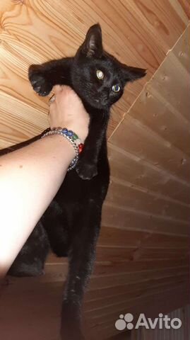 Котенок девочка черненькая бесплатно