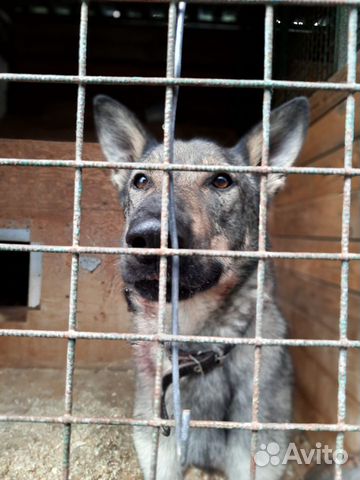 Дружелюбный пёс Френд ищет дом