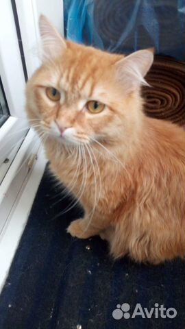 Отдам в добрые руки