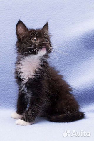 Красивый котик ищет дом