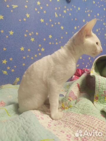 Корниш-рекс алиментный шикарный котик