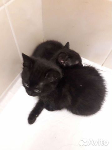 Котята в добрые руки бесплатно