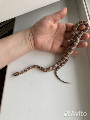 Маисовый полоз