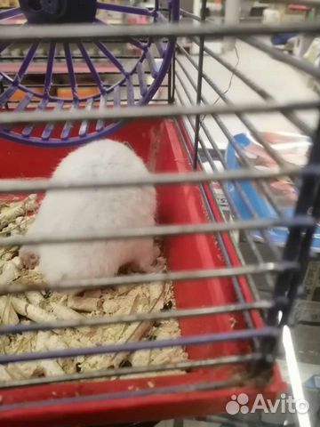 Продается хомяк