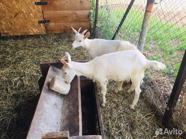 Зааненские козлята