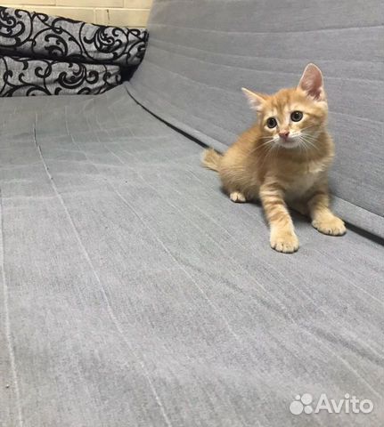 Кошка рыжая девочка