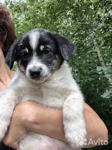 Щенки дворняжки