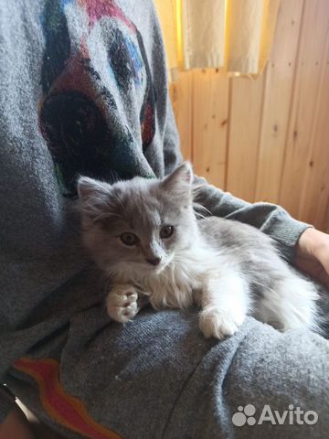 Котята отдам в добрые руки бесплатно