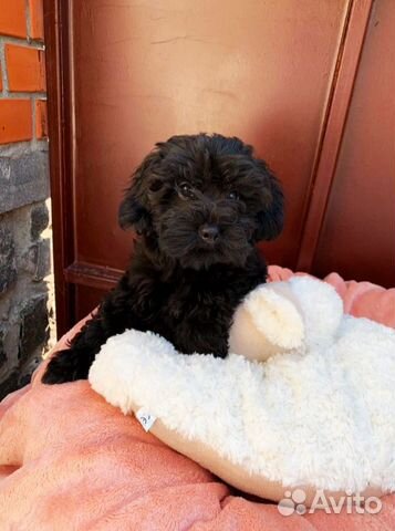 Супер няшка мальчик мальтипу