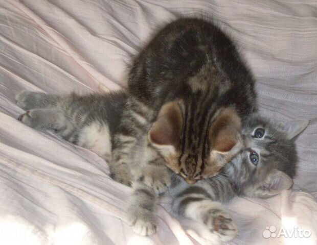 Петров и Баширов - два маленьких бандита