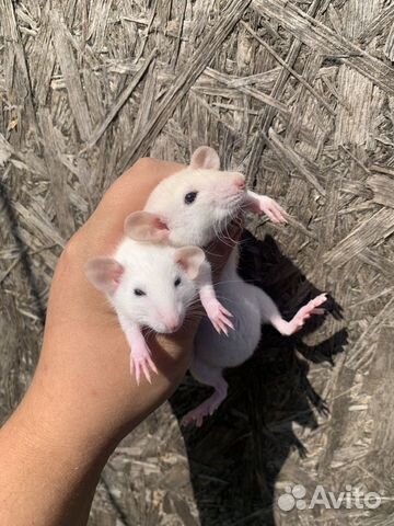 Белые крысята