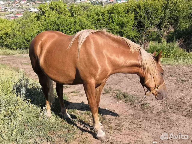 Продам лошадь